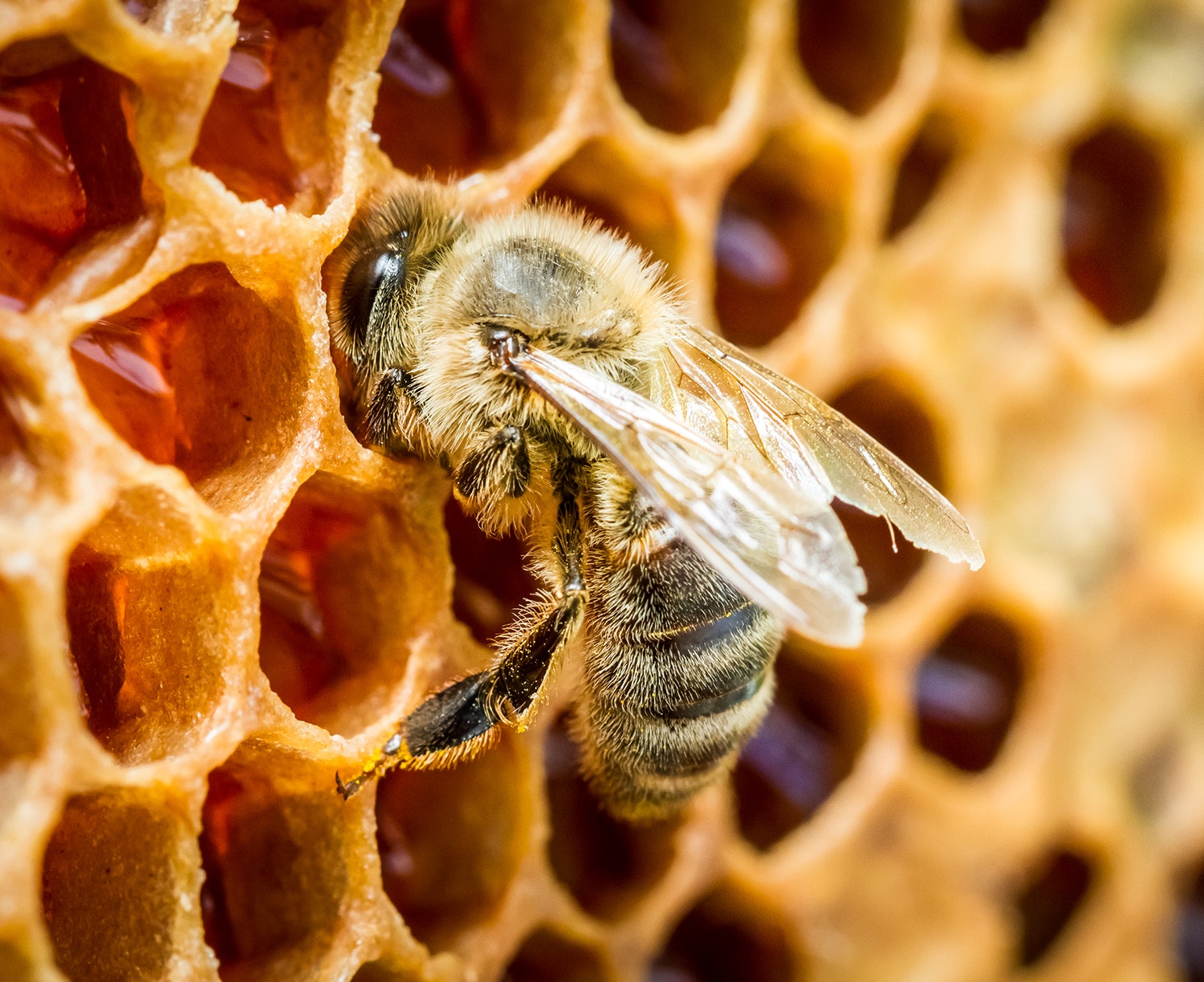 Pest Control Services in Jeffersonville, IN & Louisville, KY